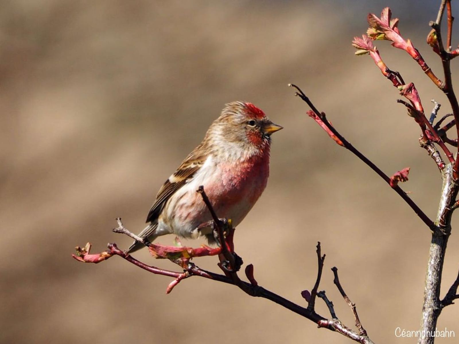 Dailly Scotland: Your Guide to this Charming Village