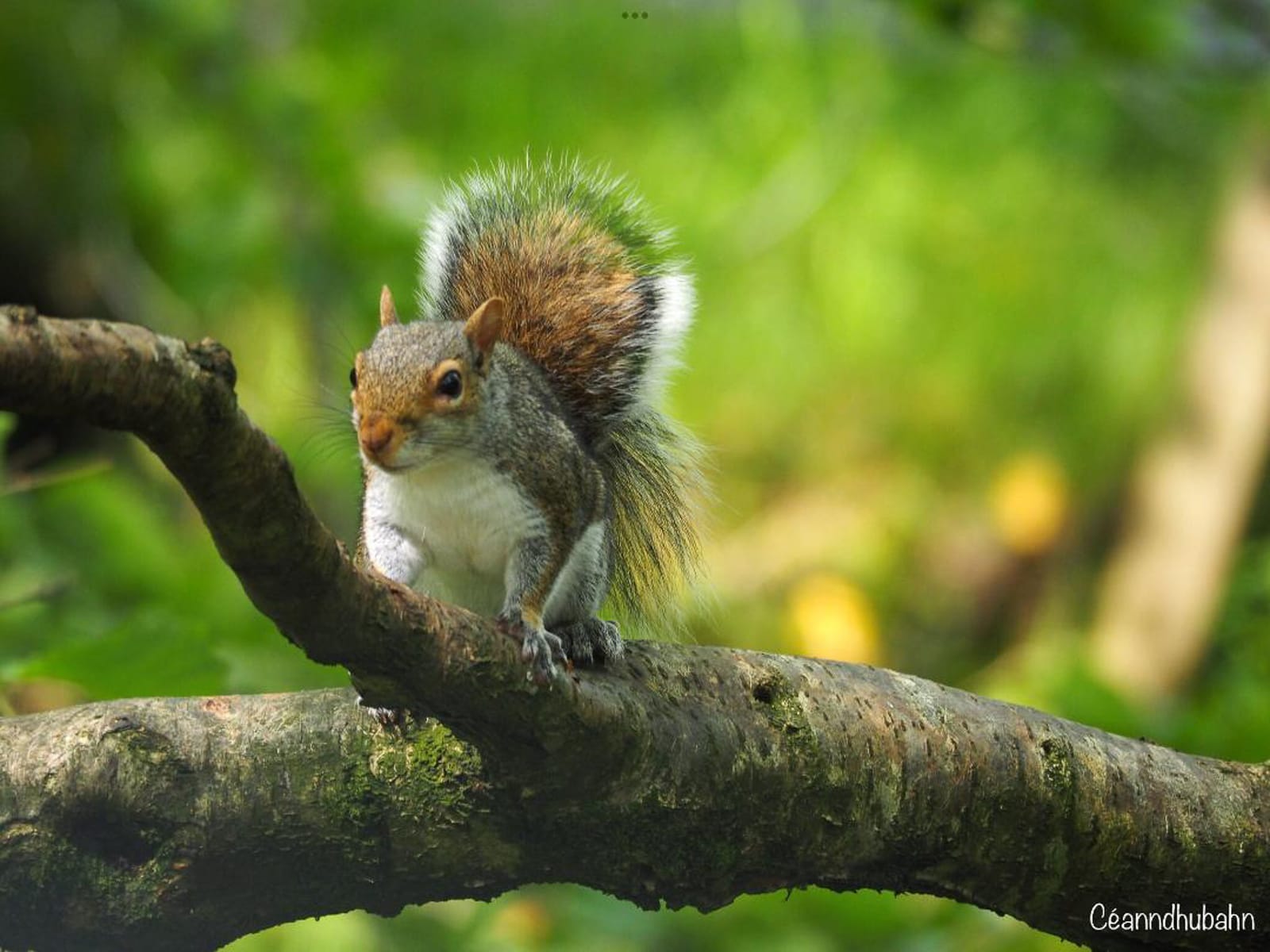 Dailly Scotland: Your Guide to this Charming Village